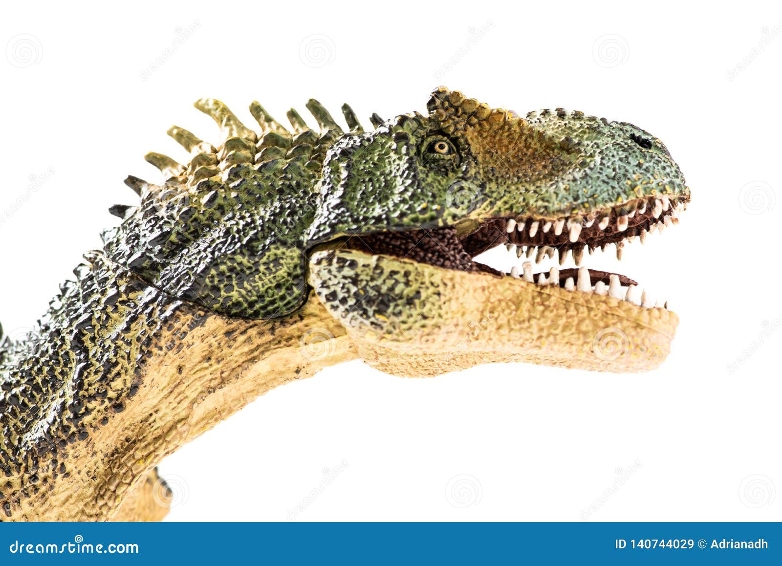 Top View Allosaurus Toy On White Background With Shadow Stock Photo ...