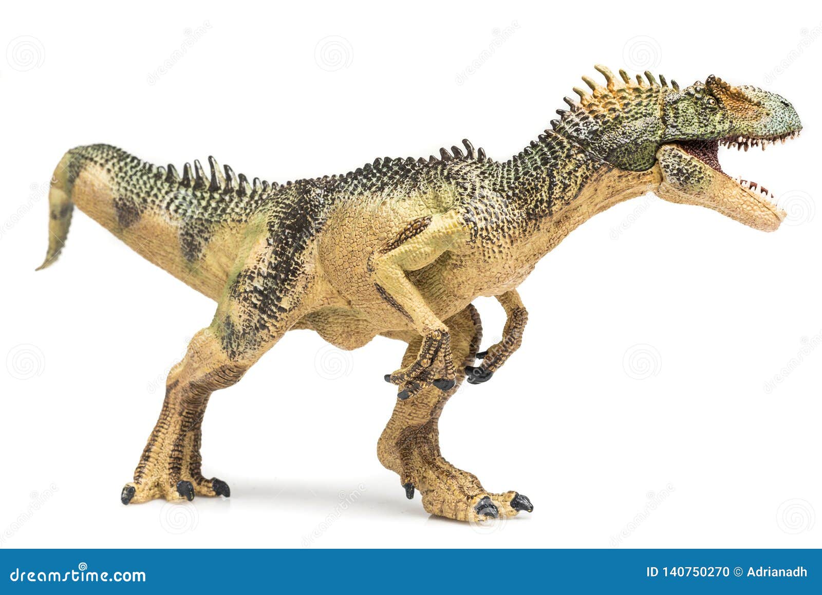 Top View Allosaurus Toy On White Background With Shadow Stock Photo ...