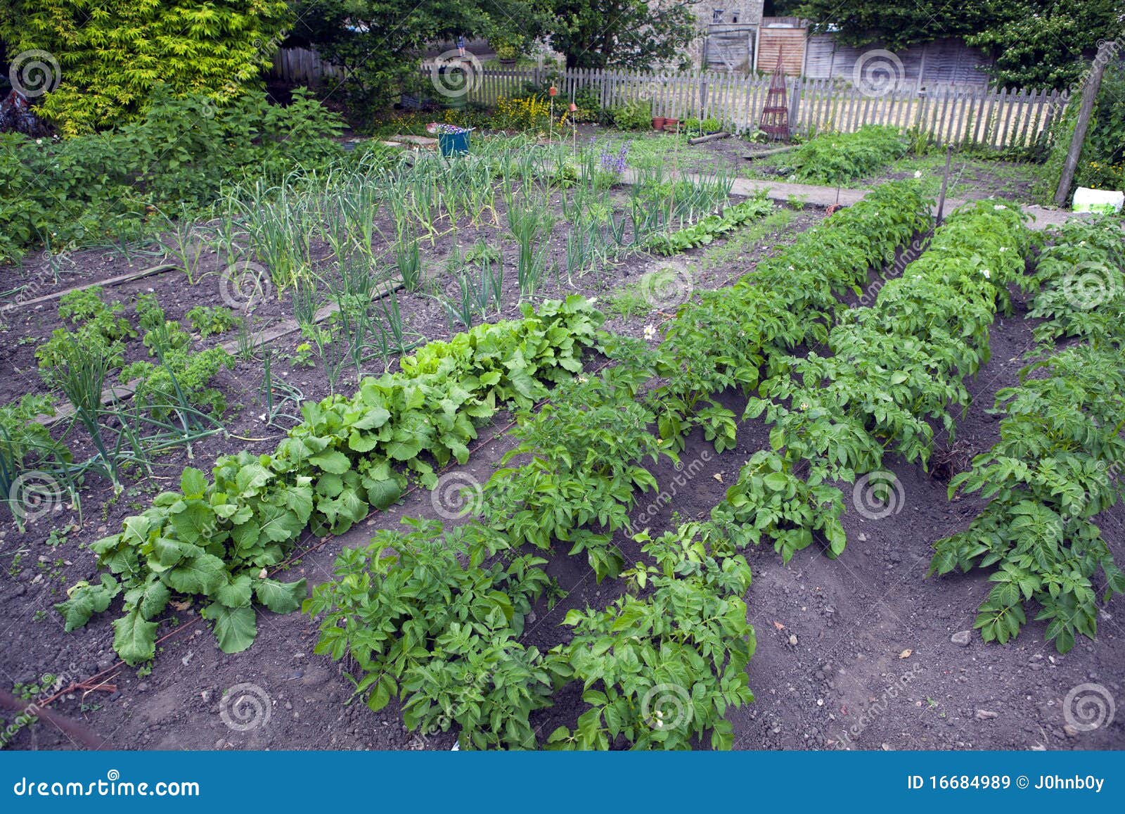 The Allotment stock image. Image of allotment, cultivated - 16684989
