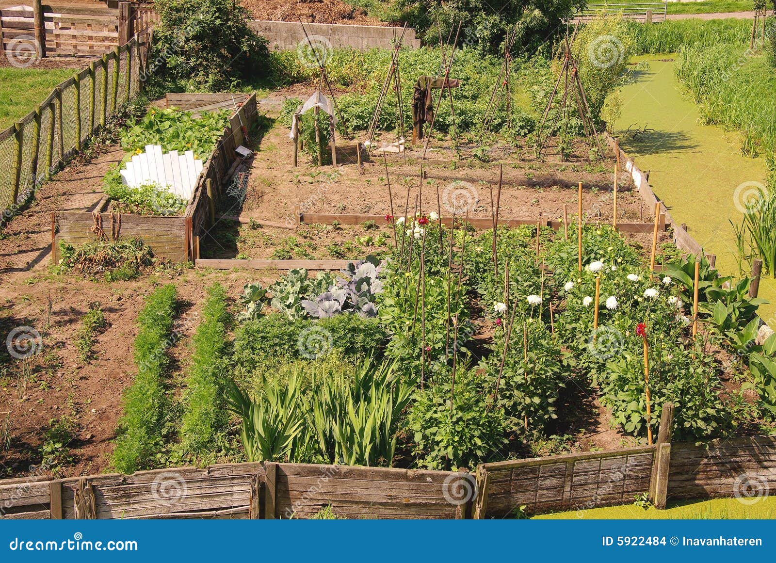 An allotment garden stock photo. Image of grow, food, flowers - 5922484
