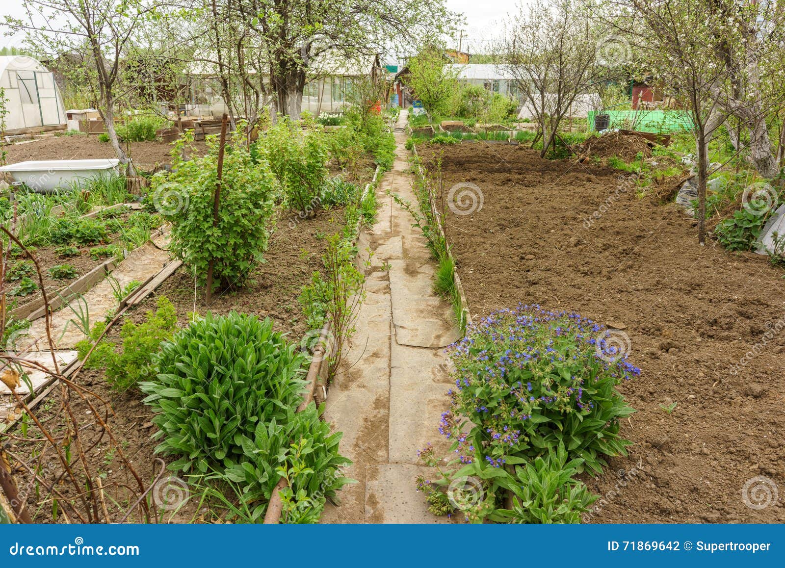Allotment garden path stock photo. Image of garden, pleasure - 71869642