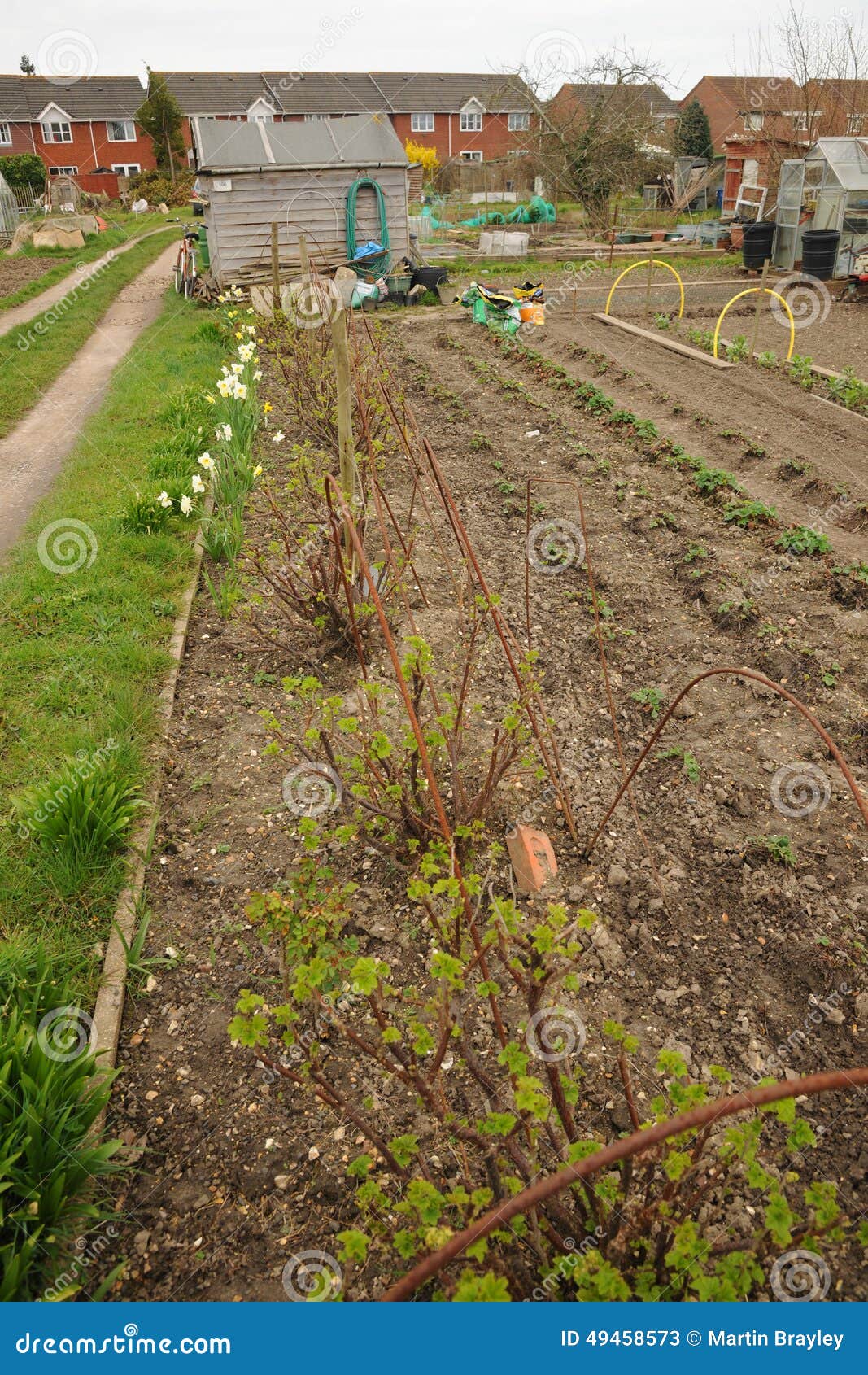 Allotment gardens stock image. Image of allotment, background - 49458573