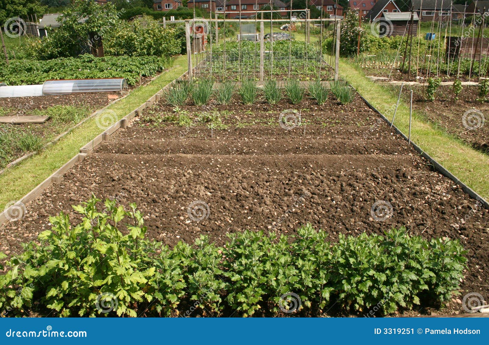 Allotment plot stock image. Image of rustic, ground, flower - 3319251