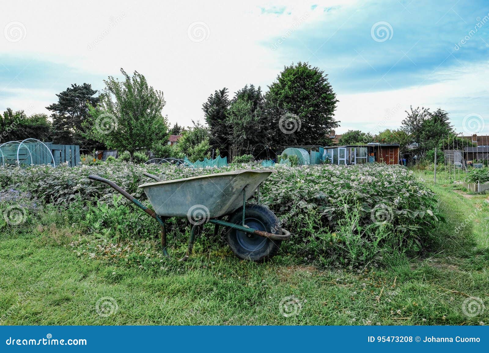 Allotment Plot with a Potato Crop in Early Summer. Stock Photo - Image ...