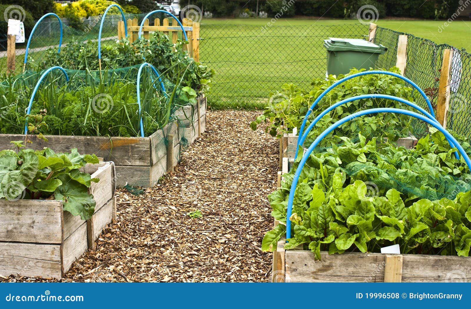 Allotment vegetables stock photo. Image of hobby, outdoors - 19996508