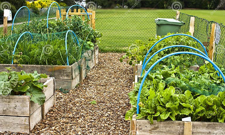 Allotment vegetables stock photo. Image of hobby, outdoors - 19996508