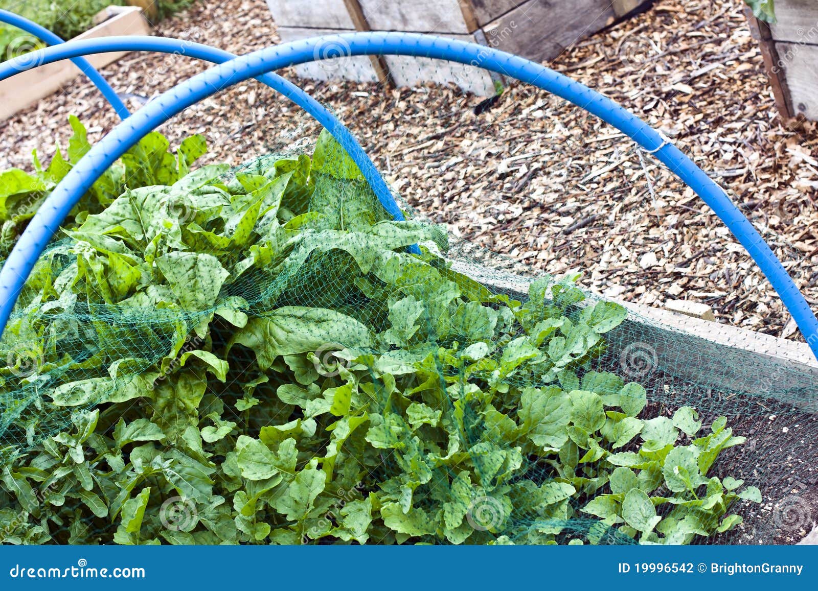 Allotment vegetables stock photo. Image of vegetable - 19996542