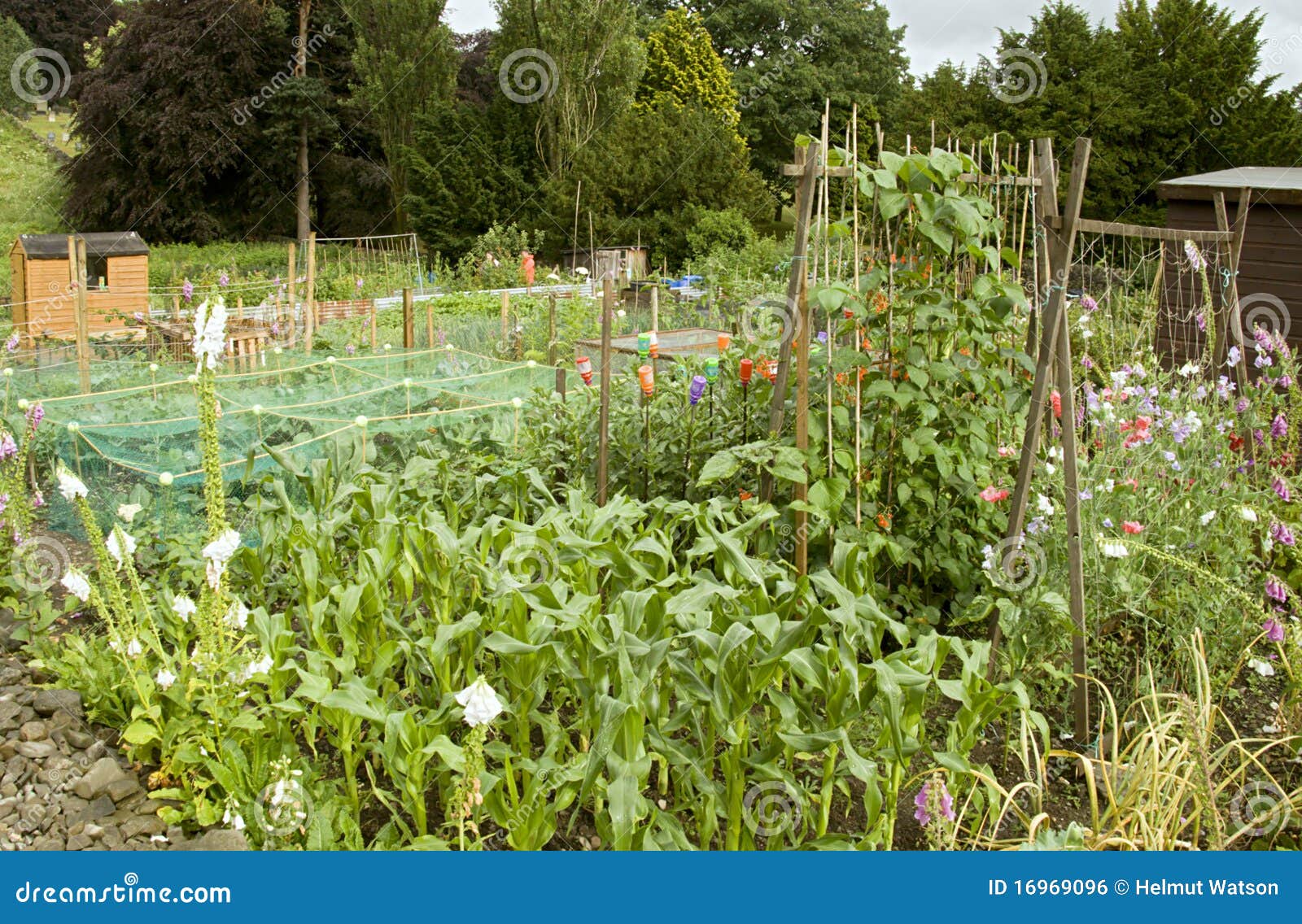 Allotments - 3 stock photo. Image of production, garden - 16969096