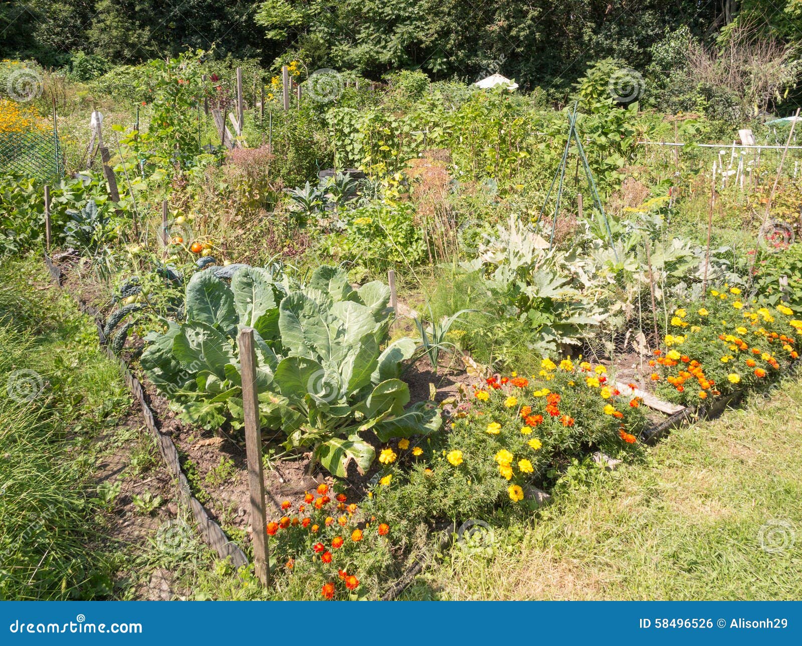 Allotments stock photo. Image of beds, cultivation, planting - 58496526