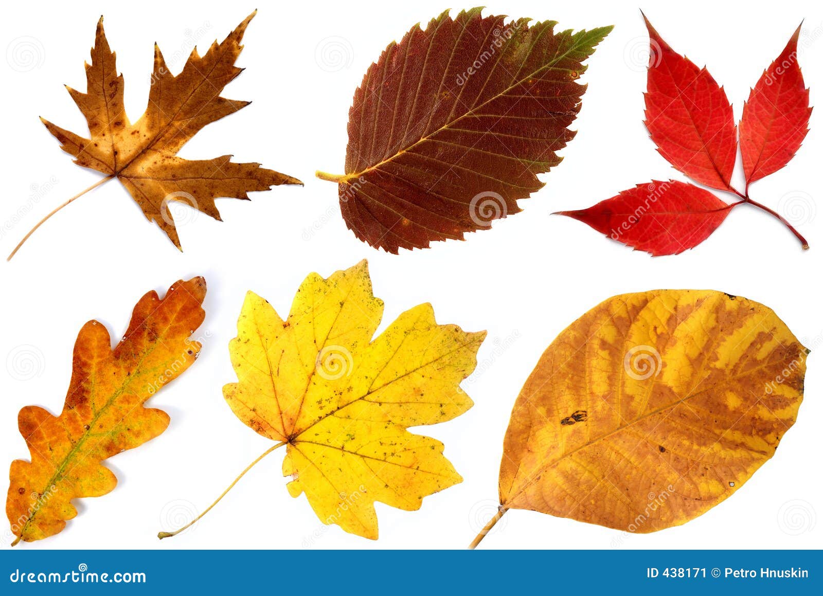 Allsorts Das Folhas De Outono Em Um Fundo Branco 2 Imagem de Stock ...