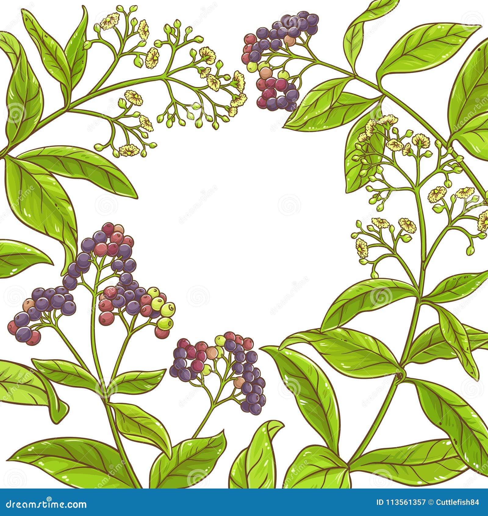 Allspice Branch Outline Circular Frame Cartoon Vector | CartoonDealer ...
