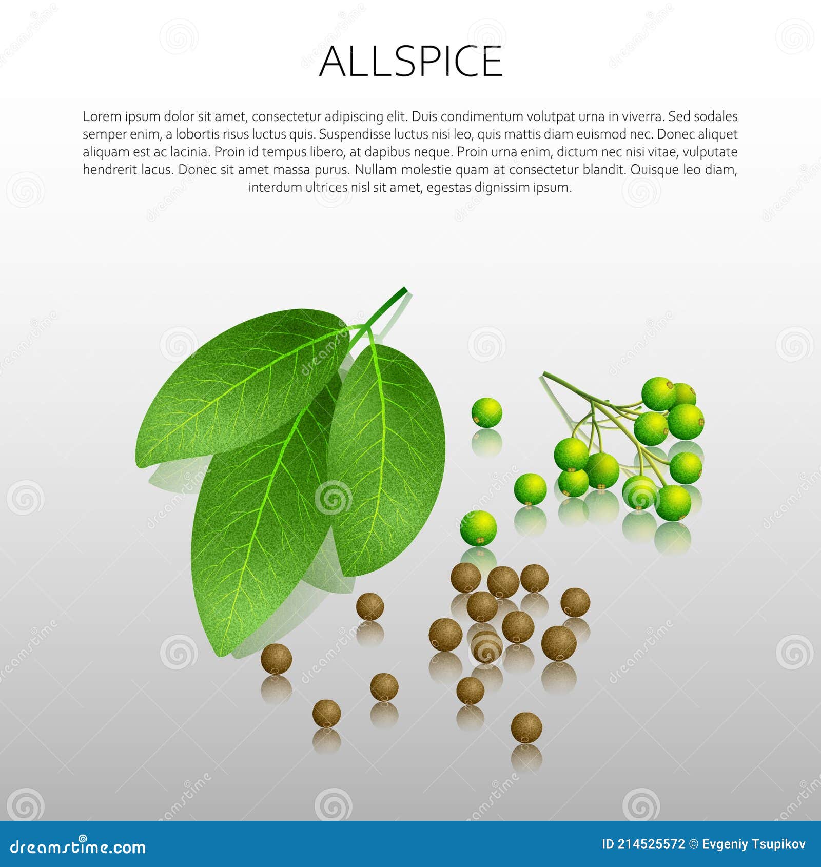 Allspice Leaves And Fruits, Vector Set. | CartoonDealer.com #161264311