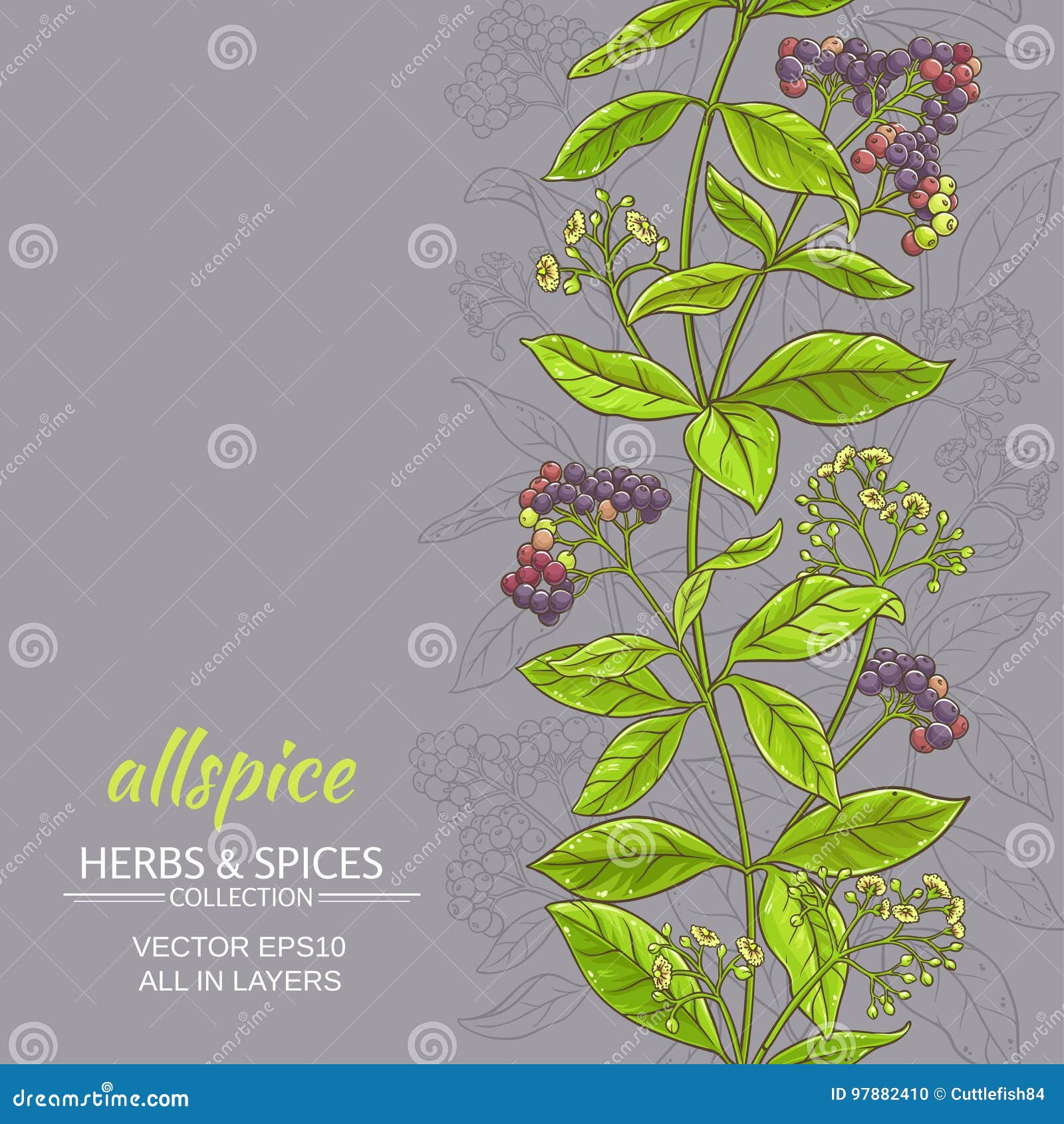 Allspice - Vector Illustration In Flat Design Isolated On White ...