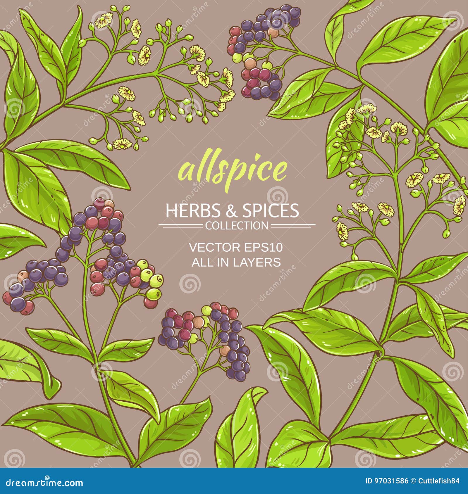 Allspice - Vector Illustration In Flat Design Isolated On White ...