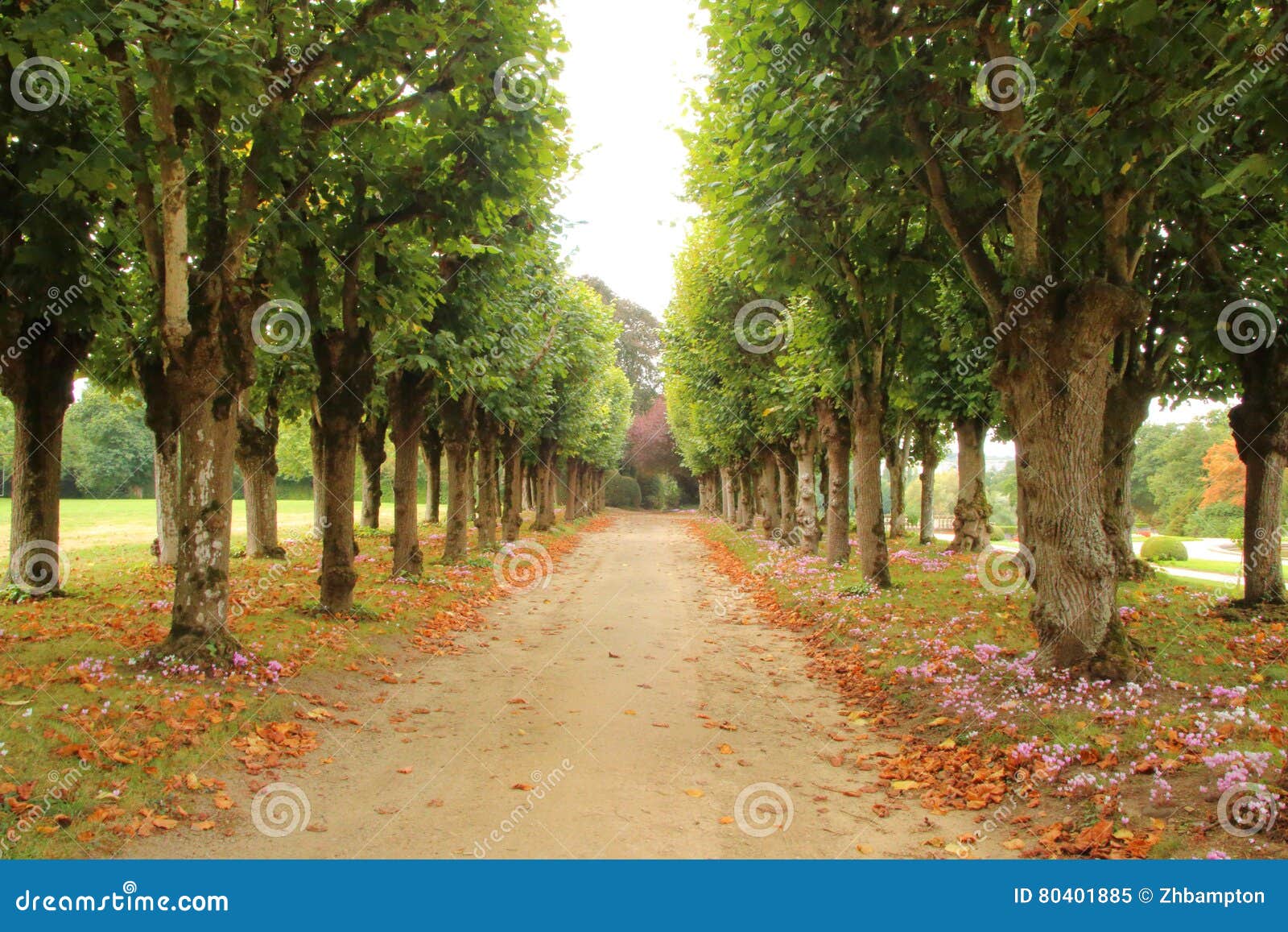 Alley of trees in Autumn stock image. Image of leaves - 80401885
