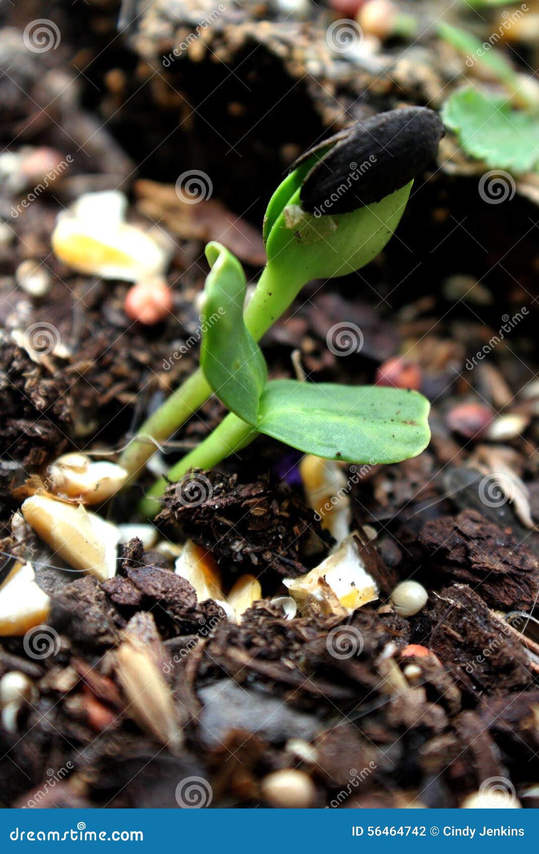 Almácigo foto de archivo. Imagen de brote, estallido - 56464742