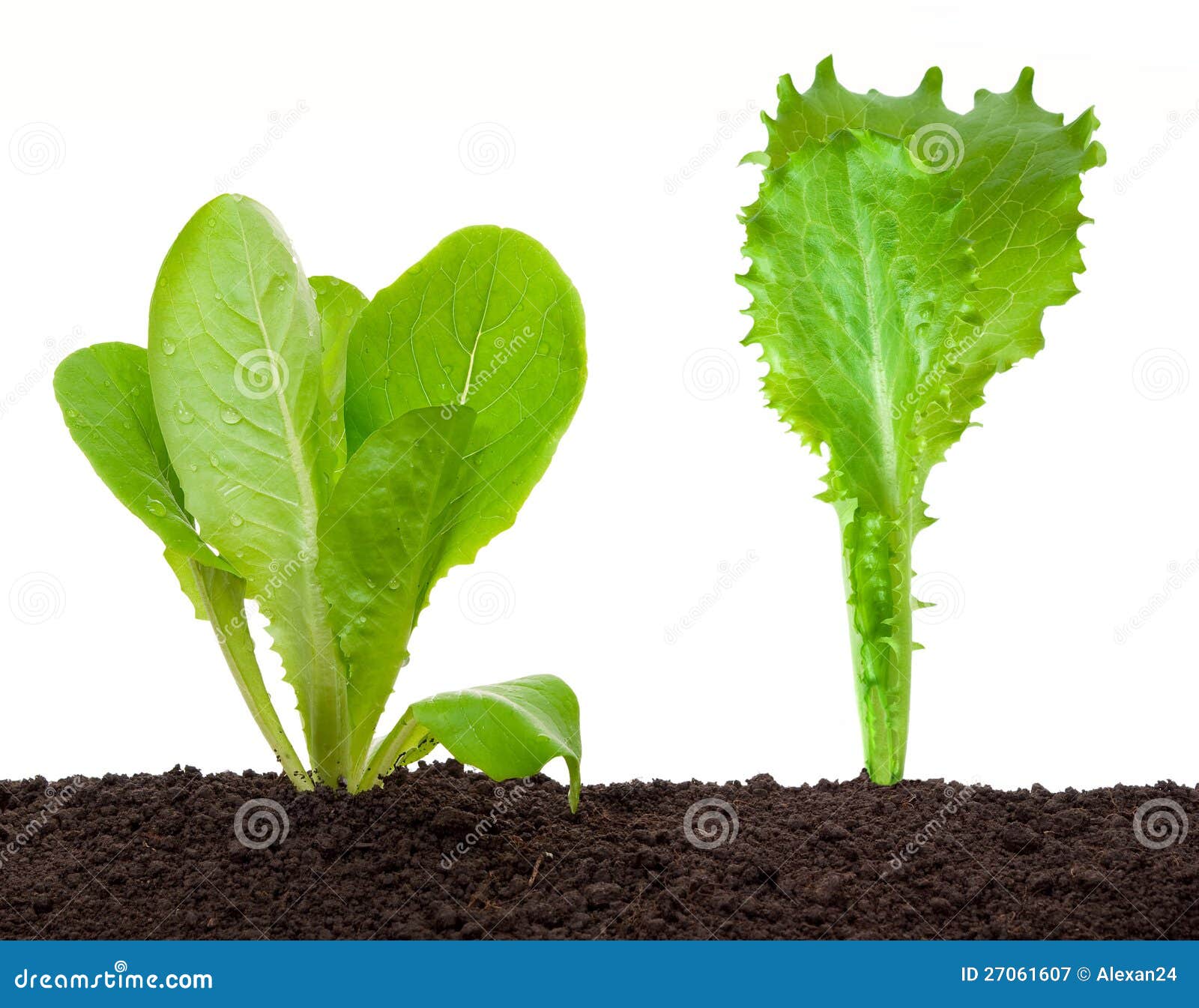 Almácigo De La Lechuga En Suelo Imagen de archivo - Imagen de planta ...