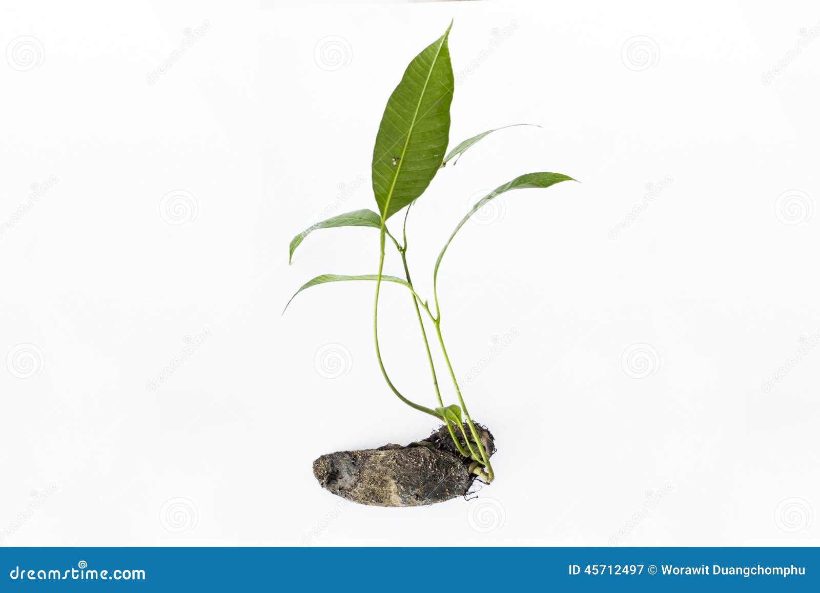 Almácigo Del árbol De Mango Con Las Raíces Imagen de archivo - Imagen ...