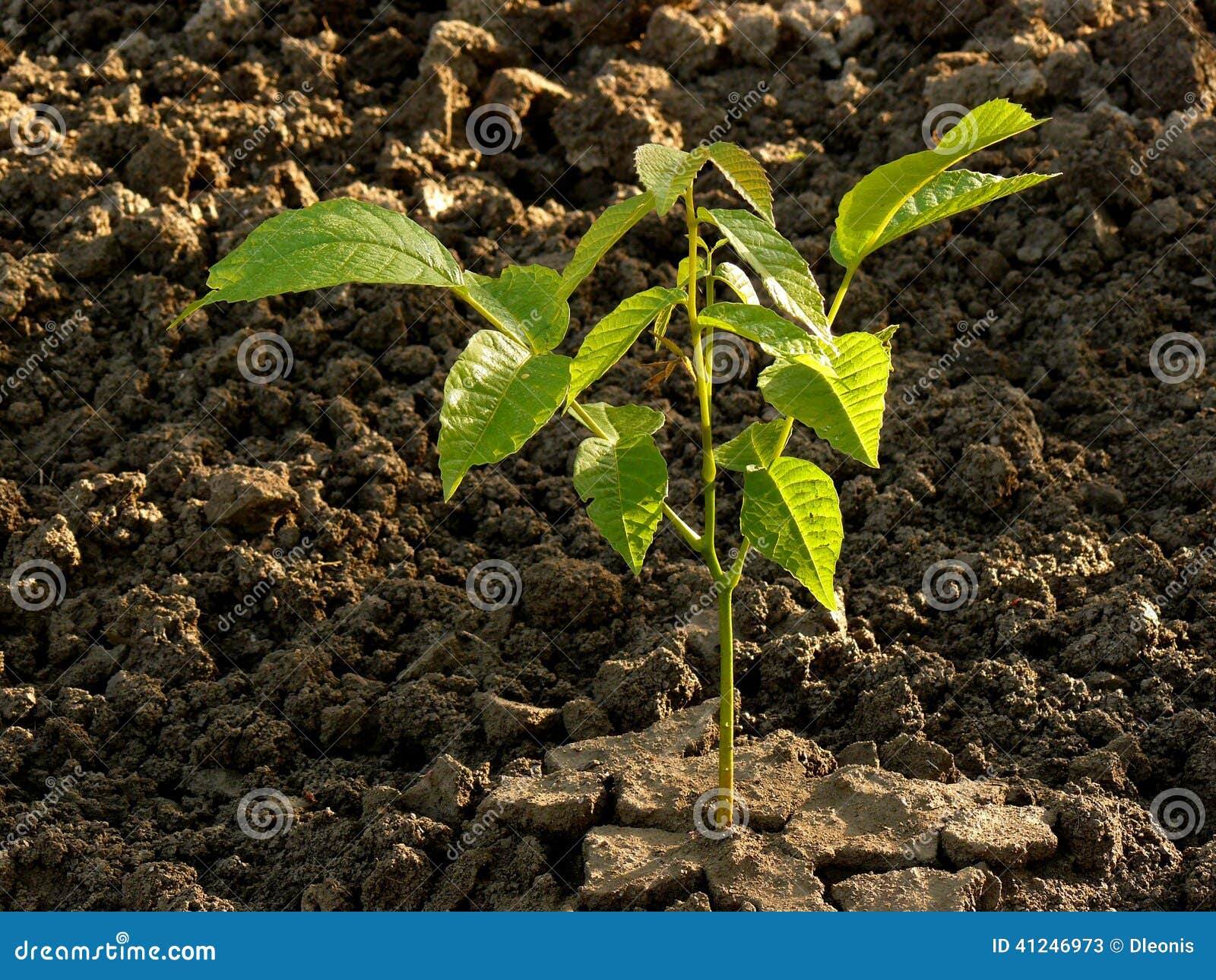 Almácigo del árbol de nuez imagen de archivo. Imagen de crecimiento ...