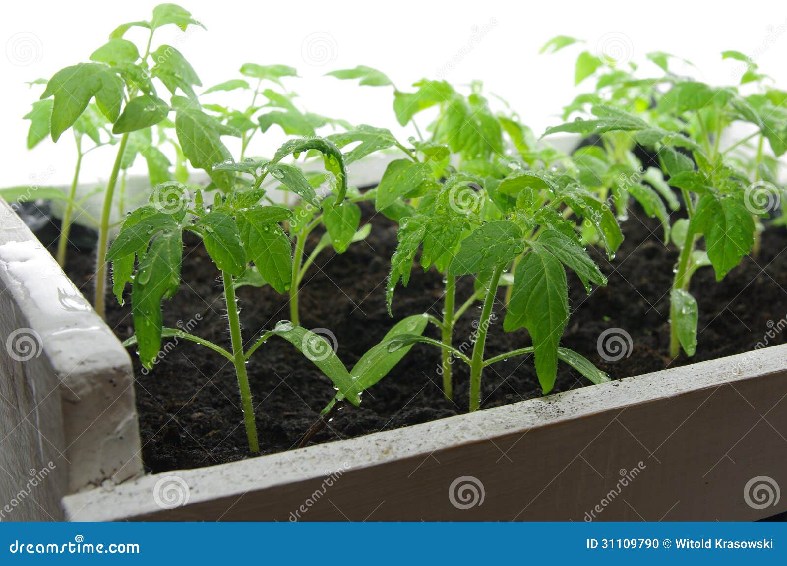 Almácigo del tomate foto de archivo. Imagen de vida, crecimiento - 31109790