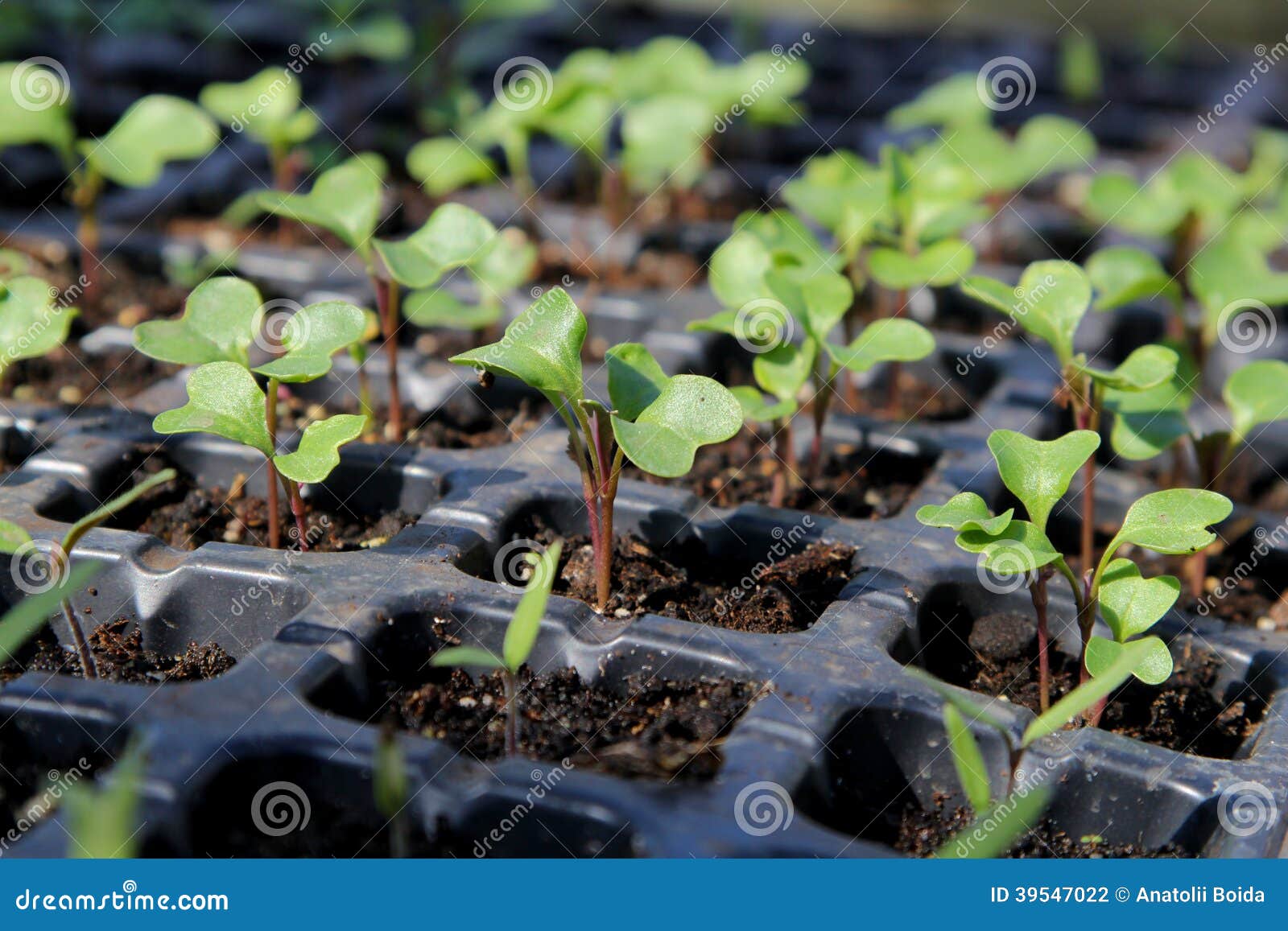 Almácigo en un invernadero foto de archivo. Imagen de joven - 39547022