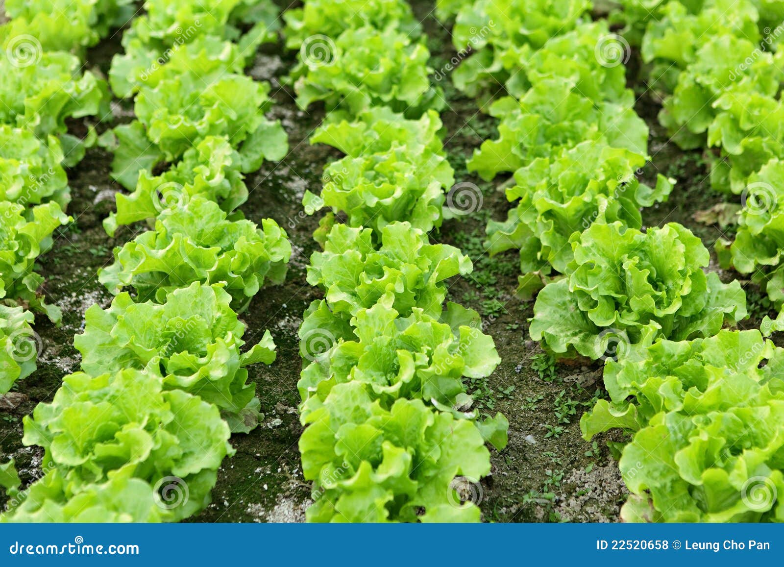 Almácigos De La Lechuga En Campo Foto de archivo - Imagen de salud ...