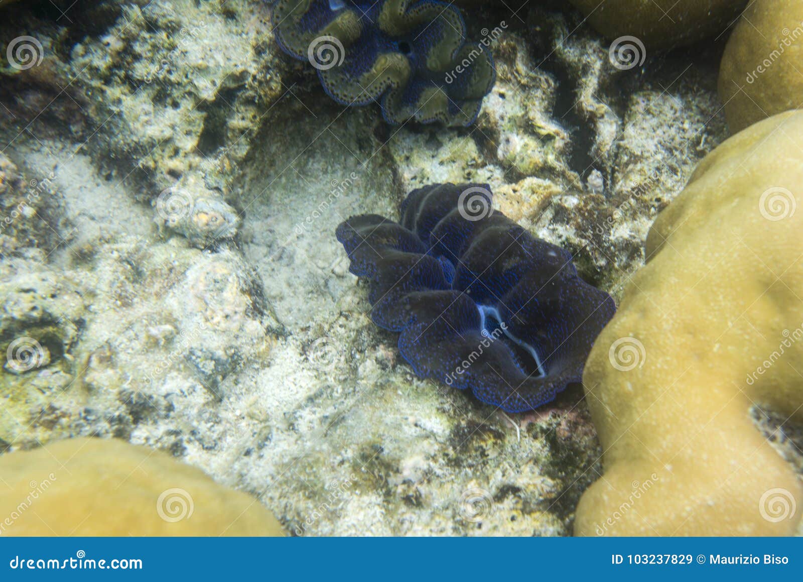 Almeja azul del Tridacna imagen de archivo. Imagen de sulawesi - 103237829