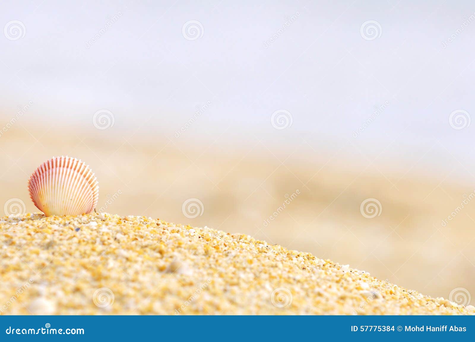 Almeja De Shell En La Arena En La Playa Foto de archivo - Imagen de ...