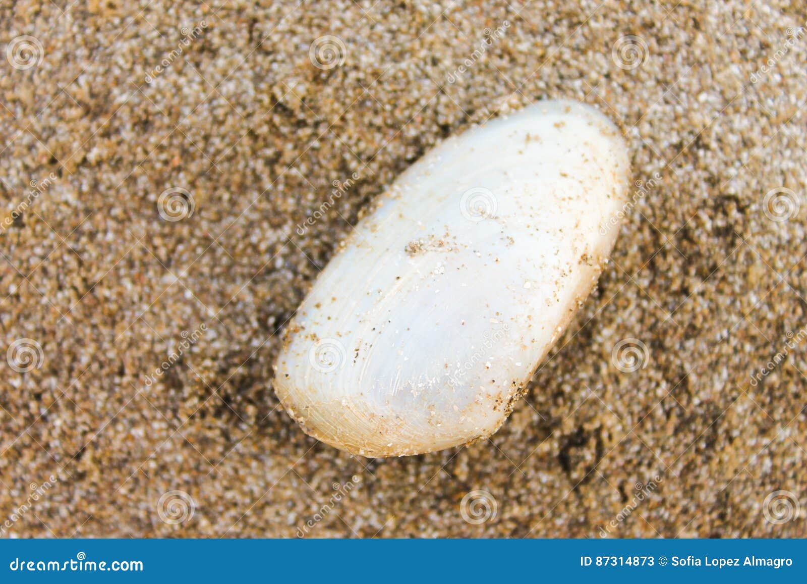 Almeja en la arena imagen de archivo. Imagen de primer - 87314873