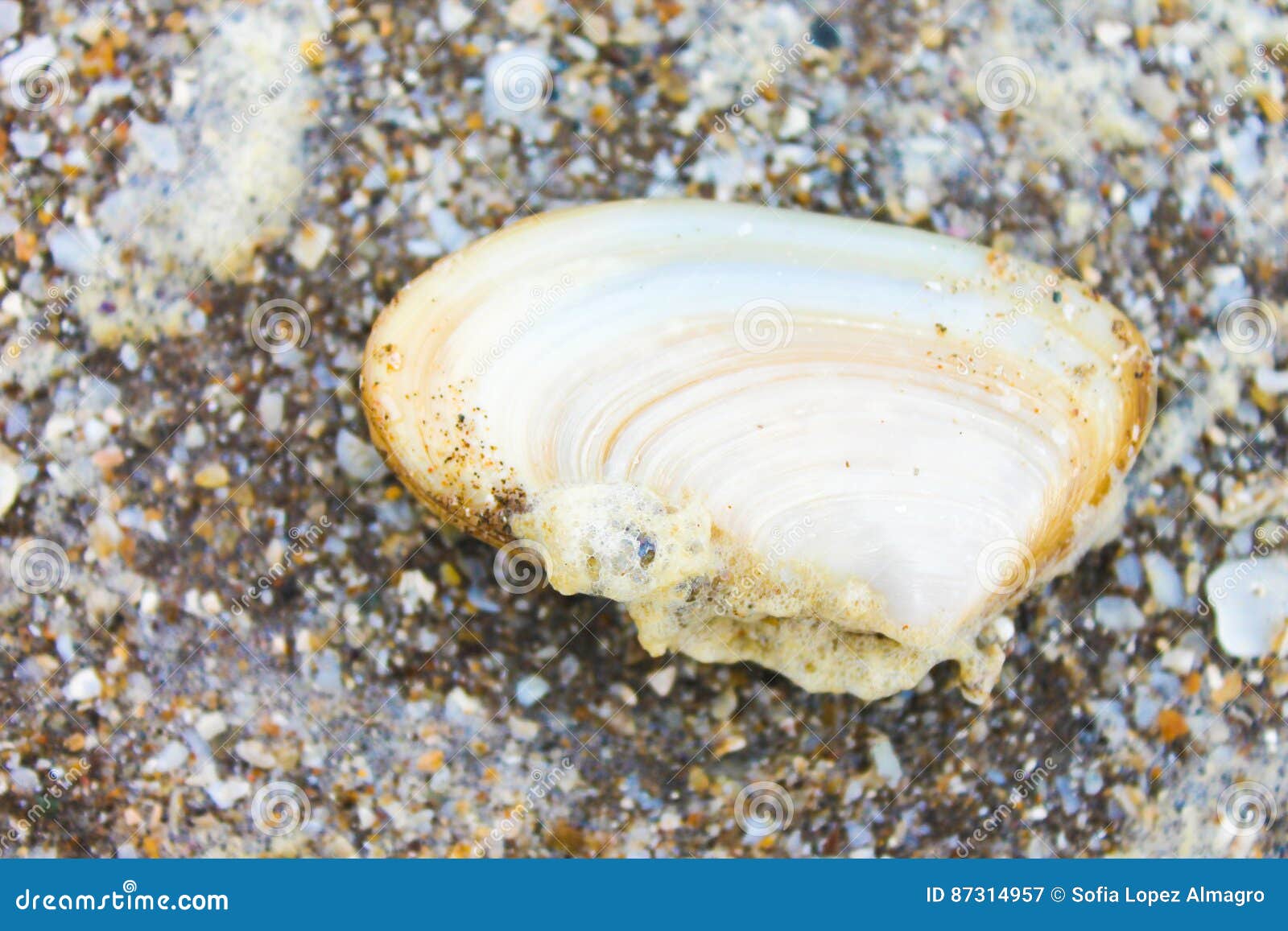 Almeja en la arena imagen de archivo. Imagen de cubo - 87314957