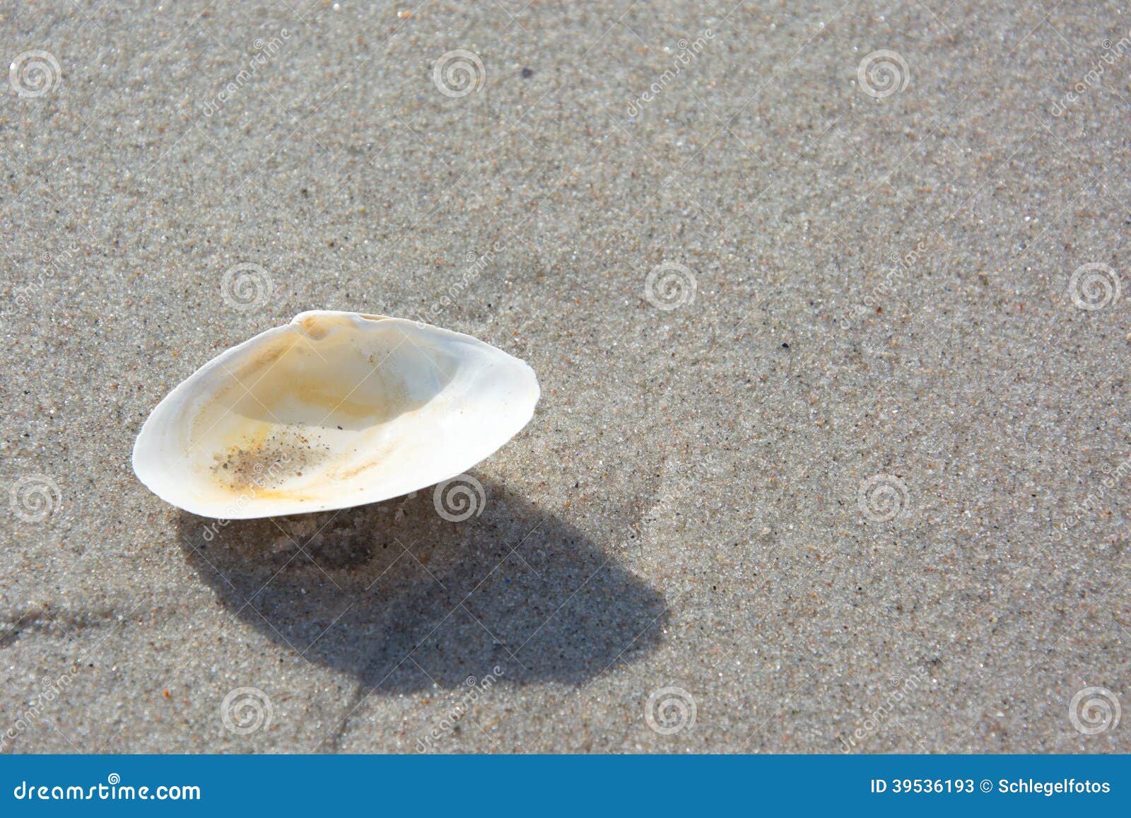 Almeja en la playa imagen de archivo. Imagen de relaje - 39536193
