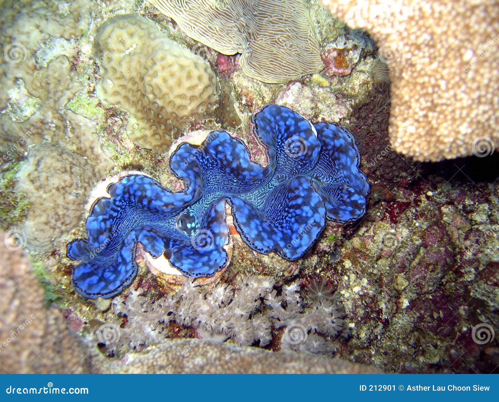 Almeja gigante azul imagen de archivo. Imagen de gigante - 212901