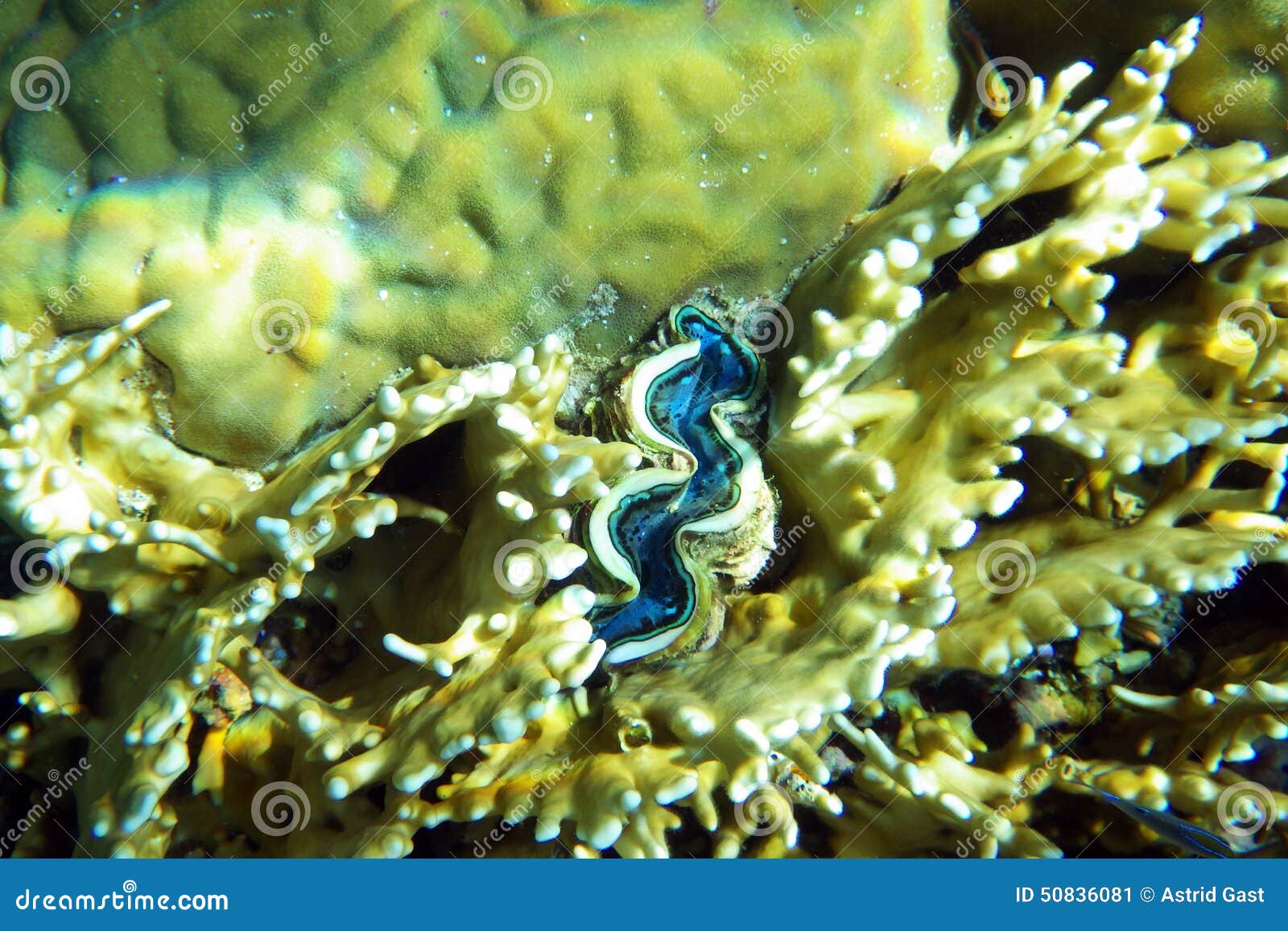 Almeja gigante azul imagen de archivo. Imagen de tiro - 50836081