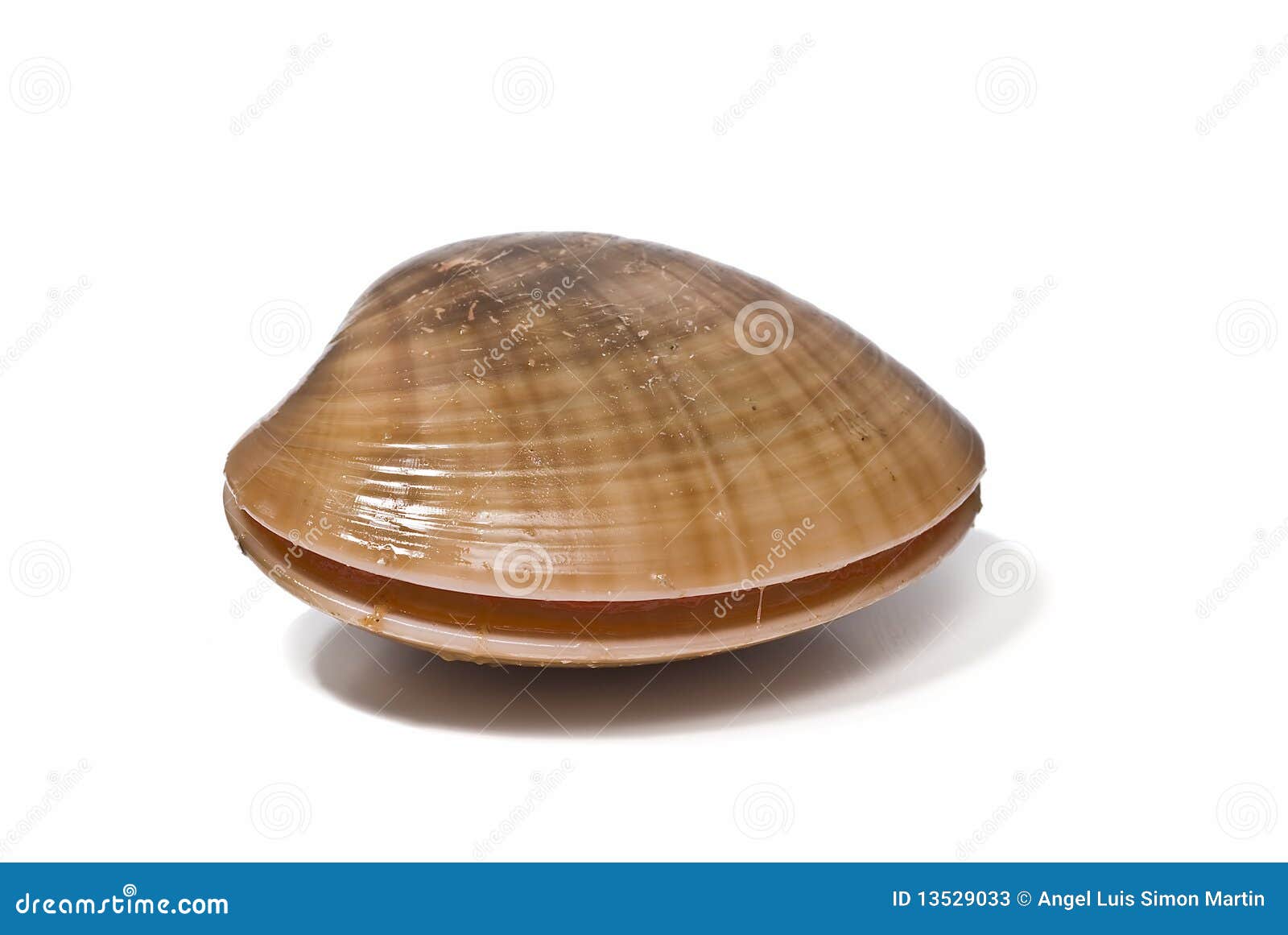 Almeja lisa viva. imagen de archivo. Imagen de vivo, crudo - 13529033