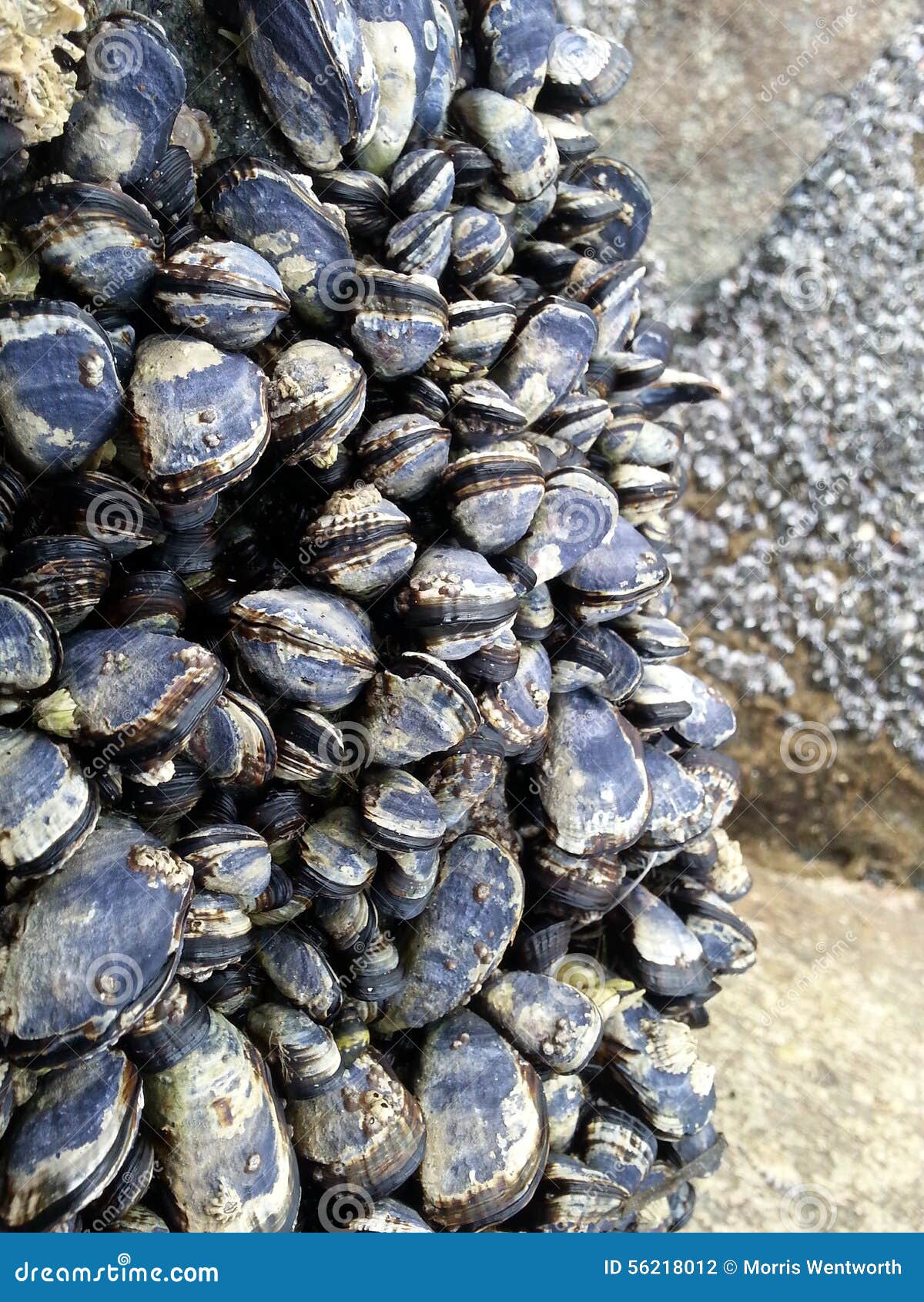 Almejas en las rocas foto de archivo. Imagen de california - 56218012