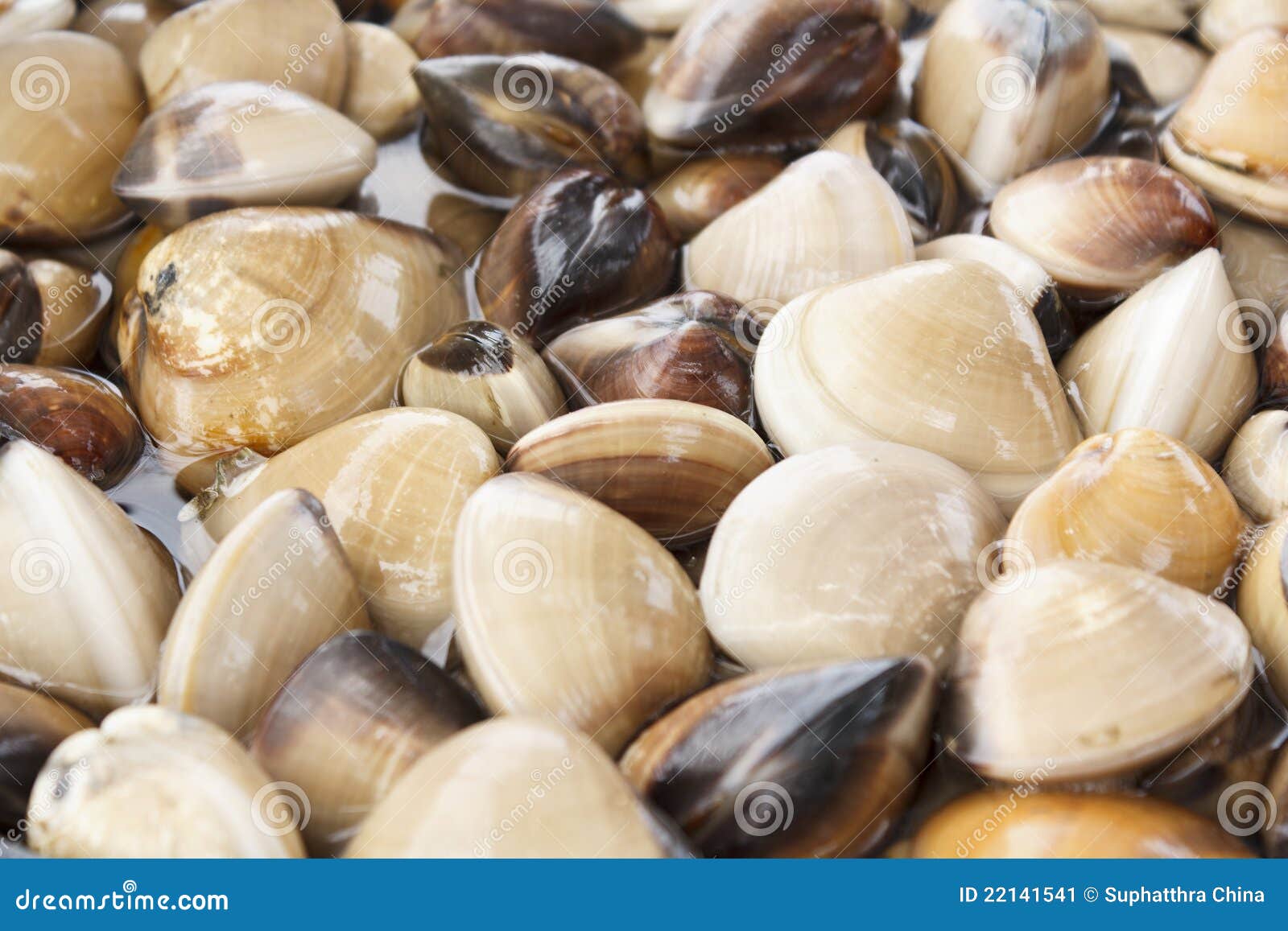 Almejas vivas frescas imagen de archivo. Imagen de agua - 22141541