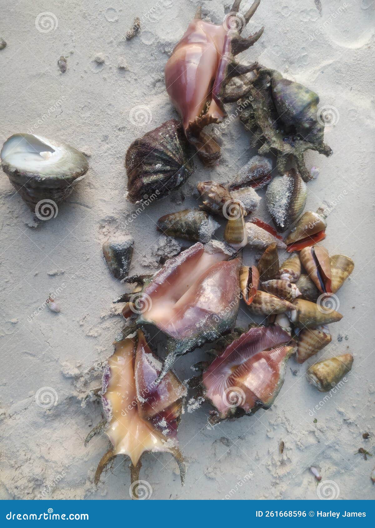 Almejas y bivalvos foto de archivo. Imagen de organismo - 261668596