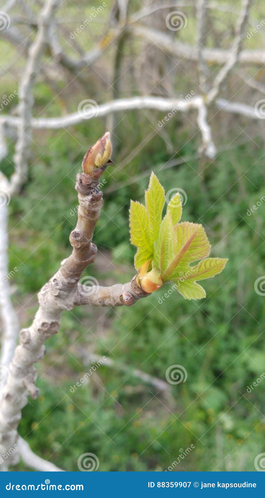 Almendra-árbol imagen de archivo. Imagen de parque, brote - 88359907