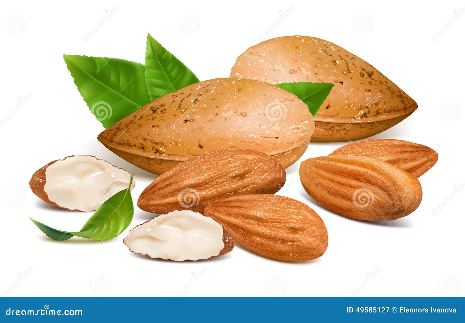 Almendras ilustración del vector. Ilustración de almendras - 49585127