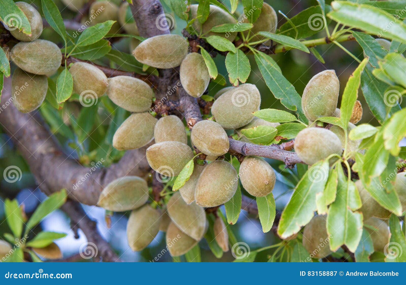 Almendras Que Maduran En El árbol Imagen de archivo - Imagen de medio ...