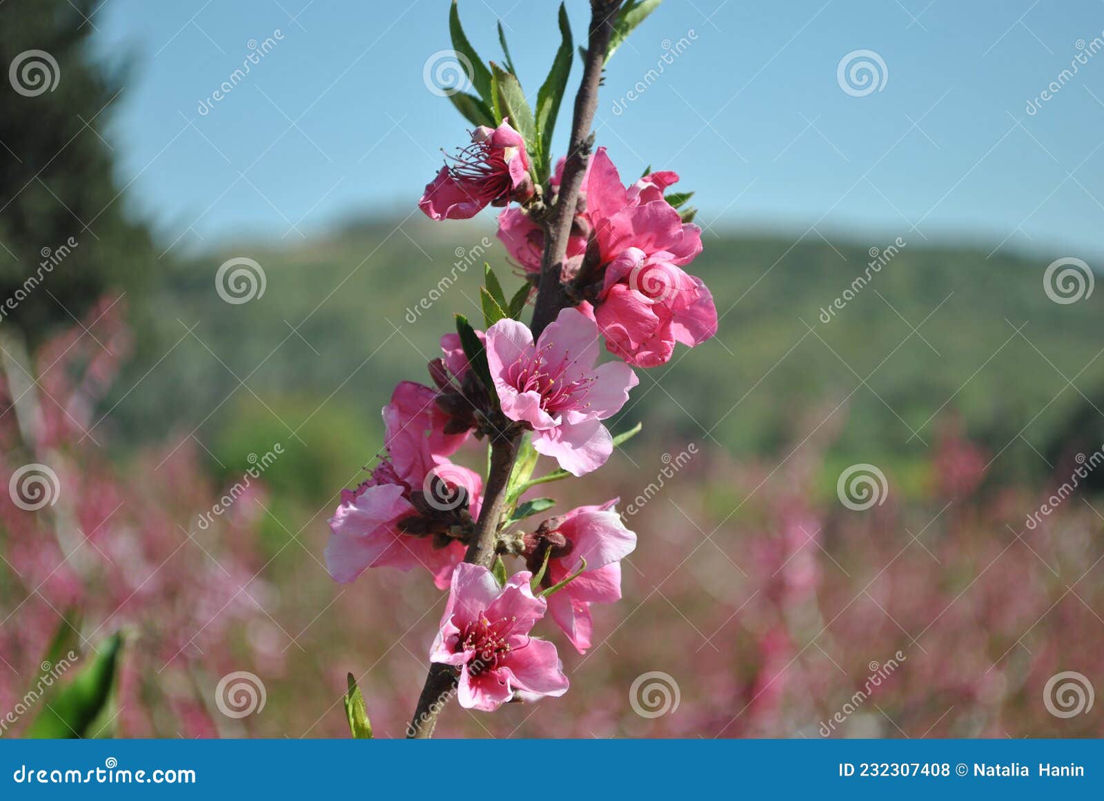 Almendro en flor en israel foto de archivo. Imagen de ingrediente ...
