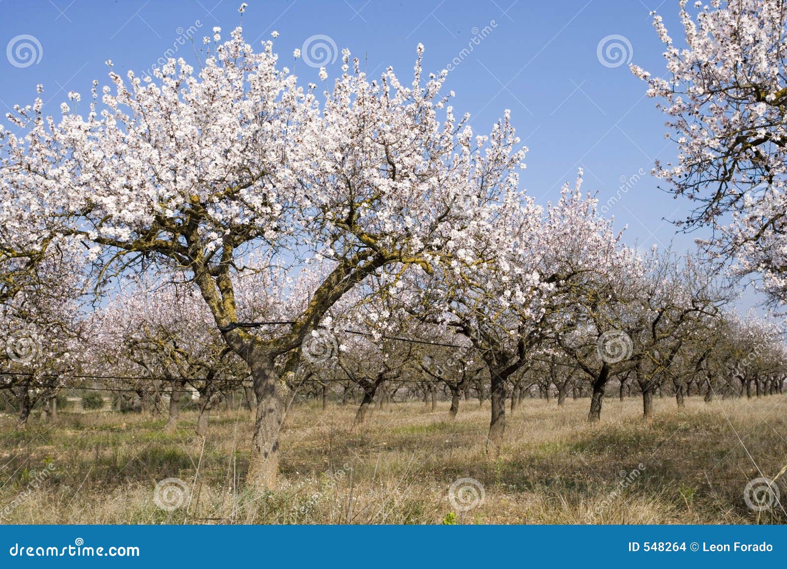 Almendro0211 stock photo. Image of flowering, seed, fruit - 548264