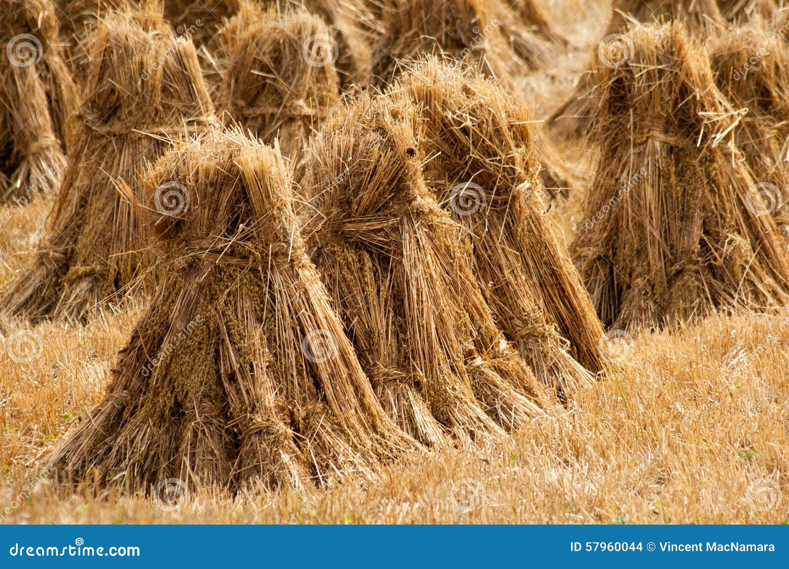 Almiares del heno foto de archivo. Imagen de paja, pajar - 57960044