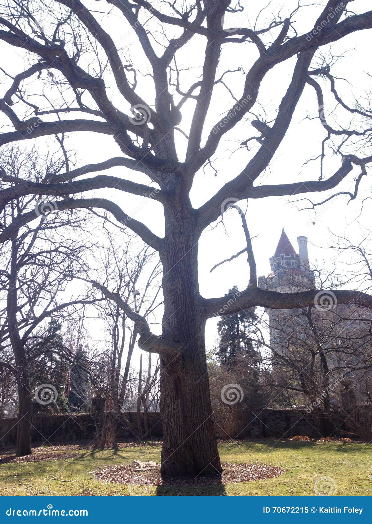 Almighty Tree in Front of Sun and Castle Stock Image - Image of front ...