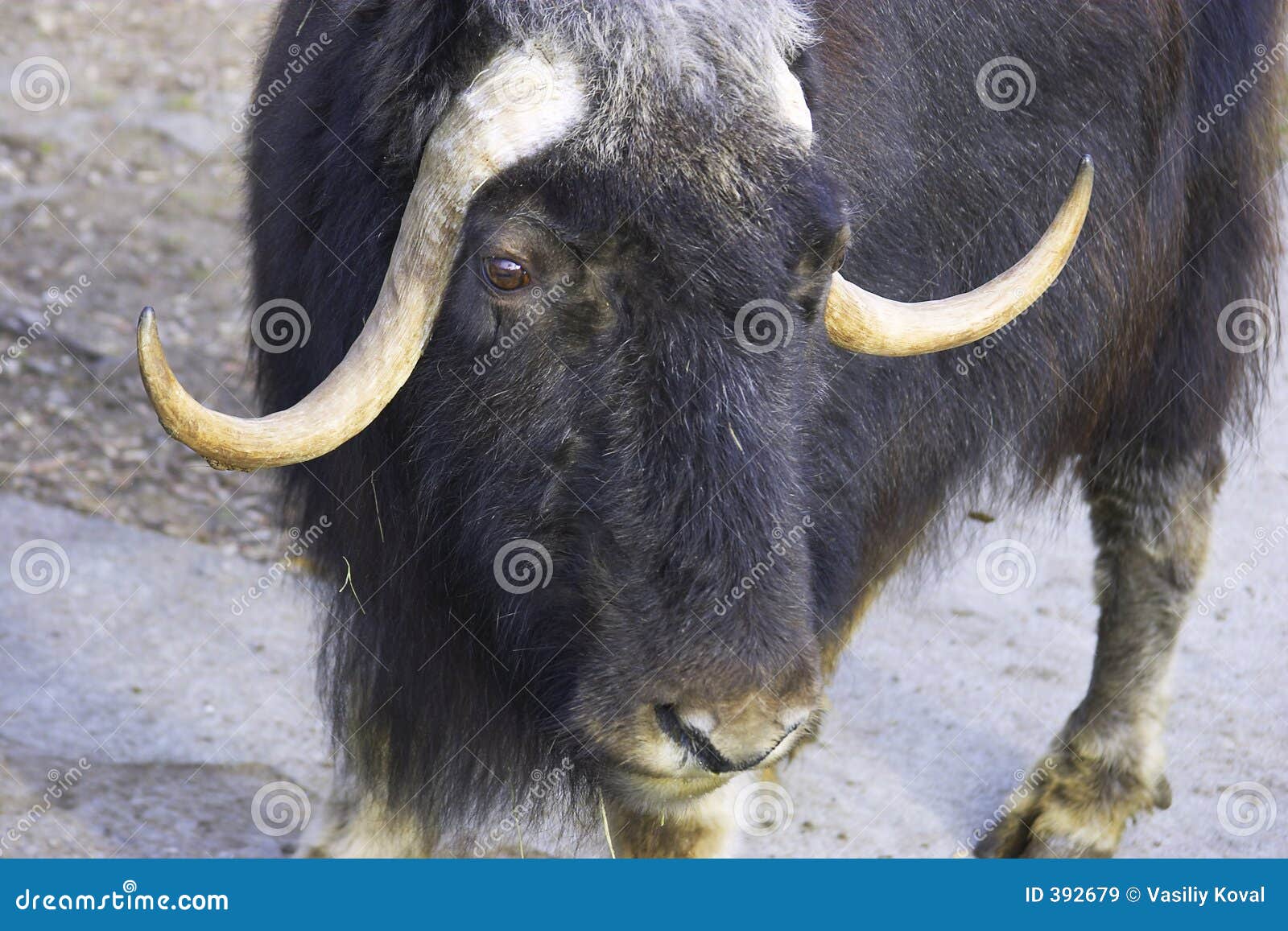 Almizcle-buey imagen de archivo. Imagen de claxon, fauna - 392679