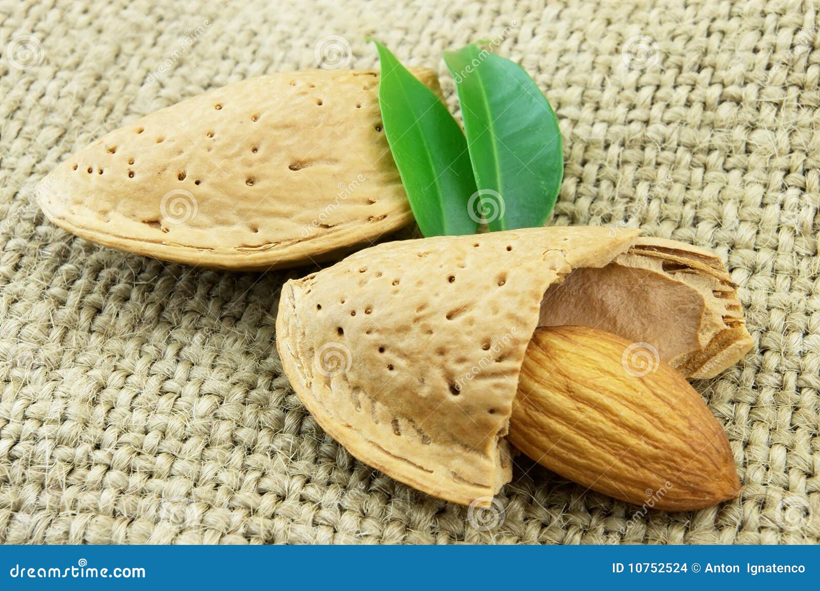 Almond stock photo. Image of beige, rough, nutshell, burlap - 10752524