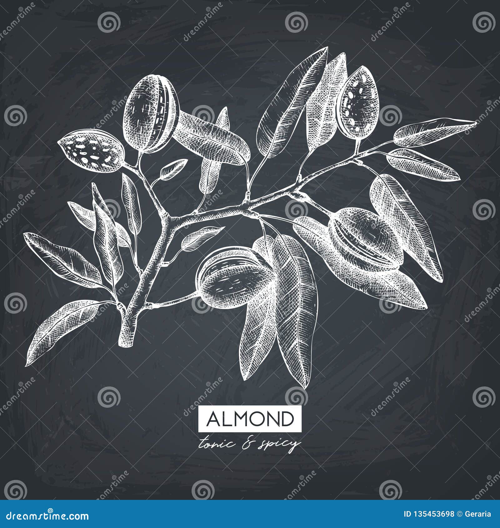 Vector Almond Illustration. Hand Drawn Nut Tree Sketch. Botanical ...