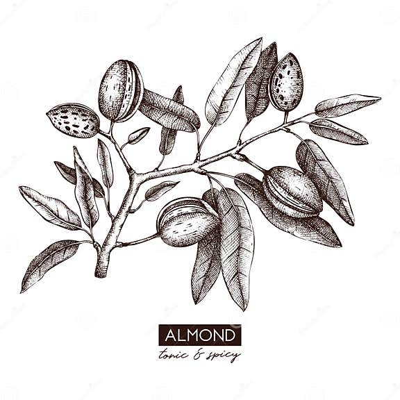 Vector Almond Illustration. Hand Drawn Nut Tree Sketch. Botanical ...