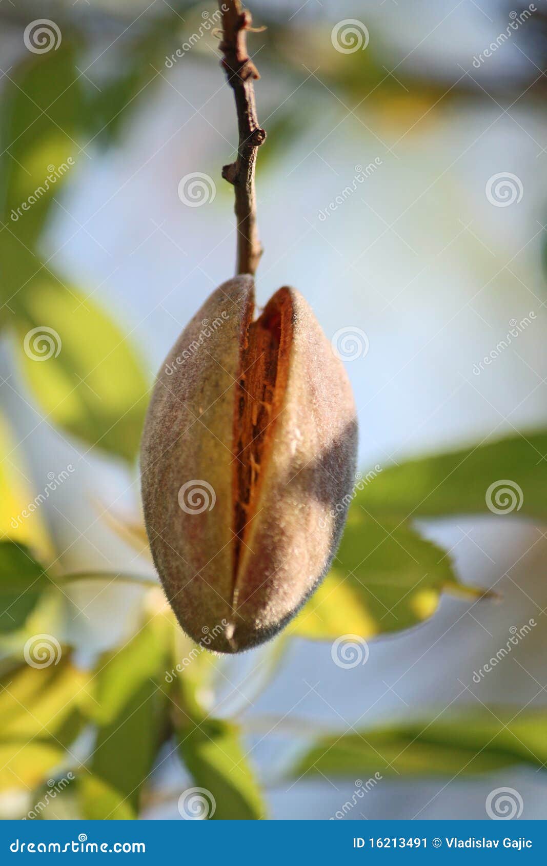 Almond stock image. Image of nature, food, bough, gardening - 16213491
