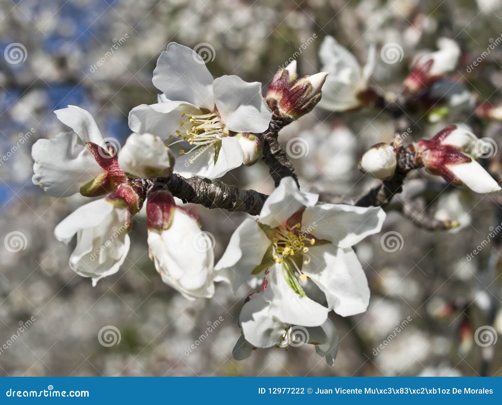 Almond Blossom stock photo. Image of blossom, spring - 12977222